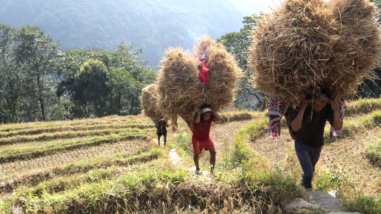 Difficult Life in Rural Nepal || Carrying Paddy Rice Dhan from Long way ...