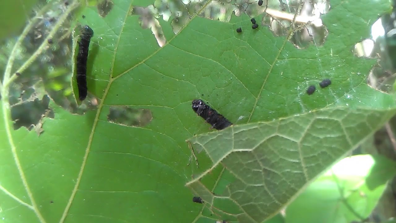 Metamorfosis Ulat Jati part 1 - YouTube