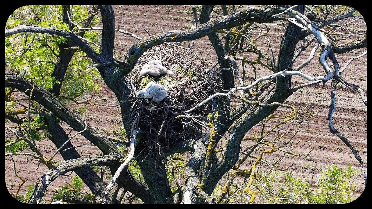 Nest of the long-legged buzzard (Buteo rufinus) in Hungary (Pest County ...