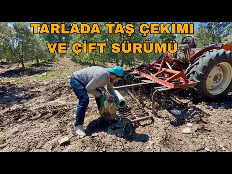 TARLADA TAŞ TEMİZLEME VE ZEYTİN BAHÇESİ SÜRÜMÜ