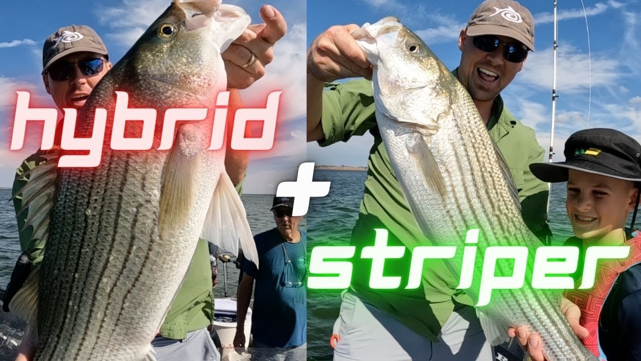 Oklahoma Fishing is Amazing - TRIFECTA - Striper, Hybrid & White Bass ...