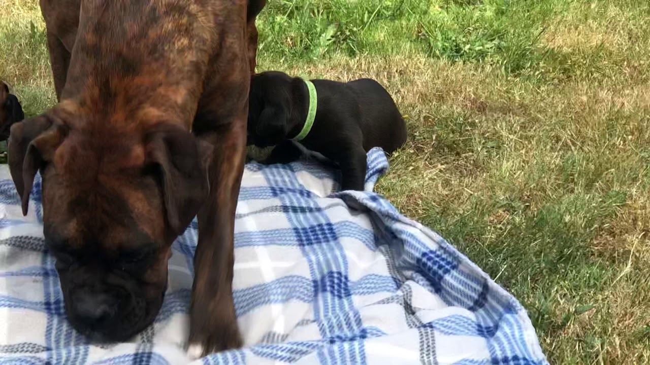 3 week old reverse sealed brindle boxer - YouTube