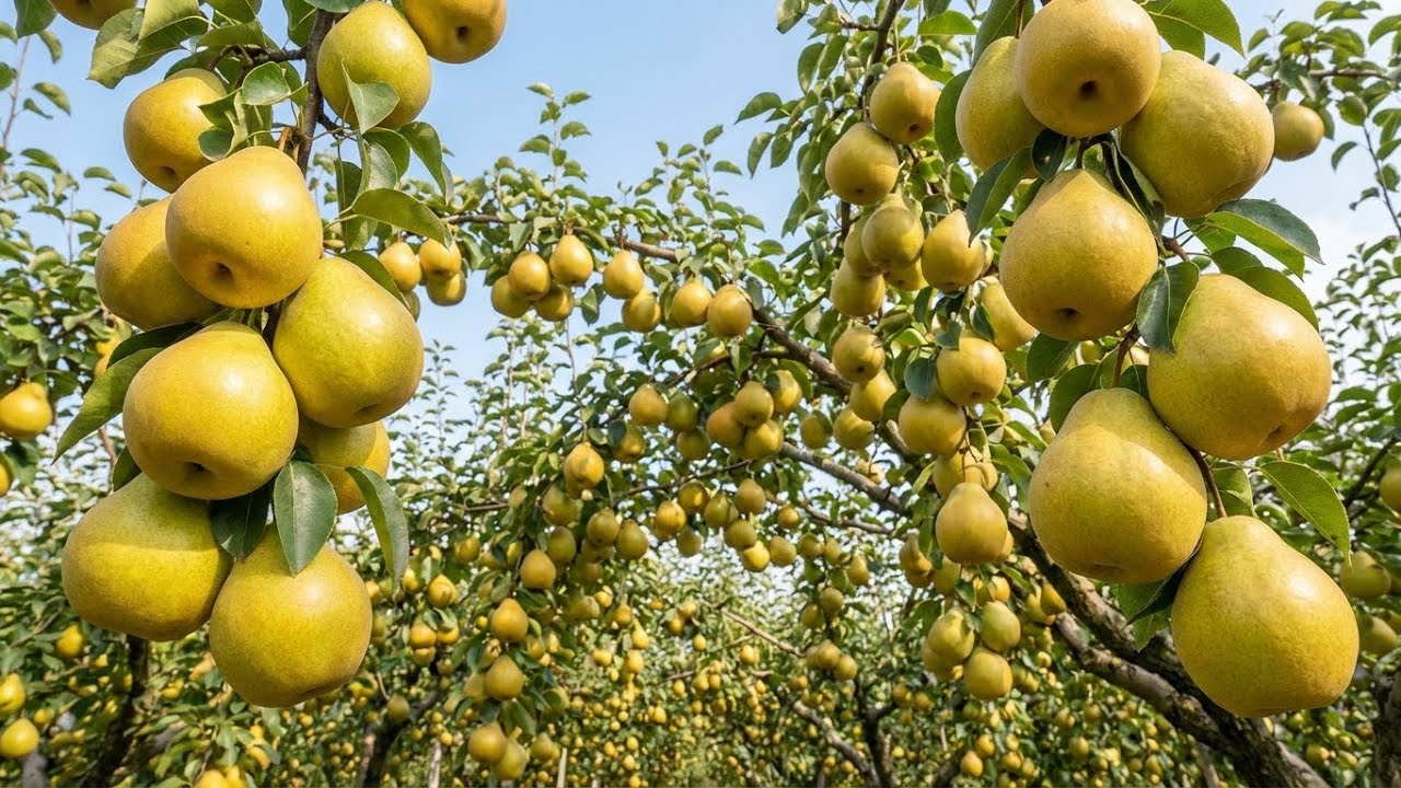 HOW PEARS ARE GROWN | Super Giant Ripe Pear Orchard Harvest - YouTube