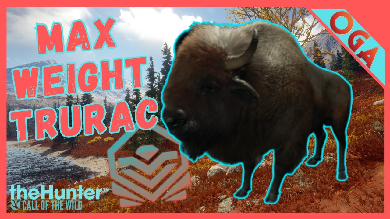 Max Weight TRURAC Plains Bison! Yukon Valley - theHunter:CotW - YouTube