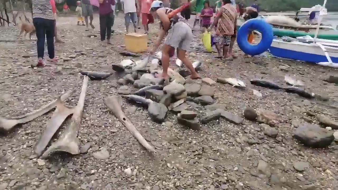 Thousands of live "Tulingan" fish show up on Sawang, Romblon shores ...