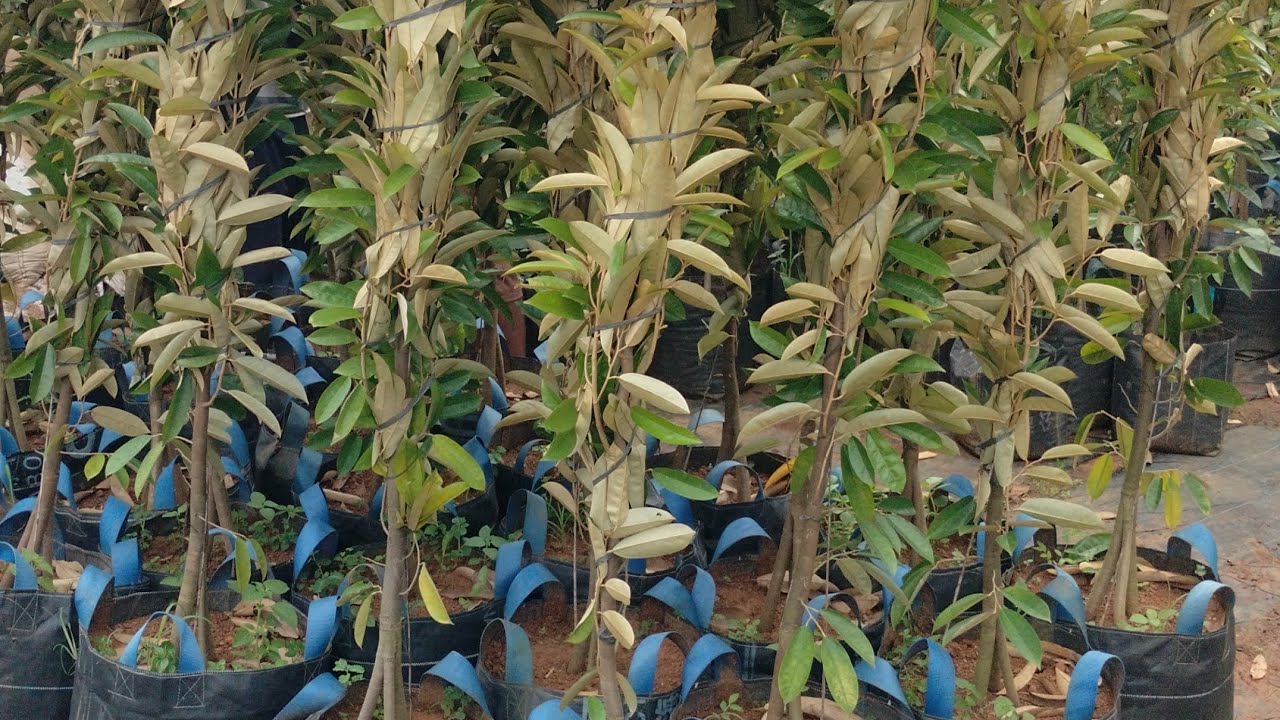 Bibit Durian Super Body Bonsai, Durian Bawor, Durian Super Tembaga ...