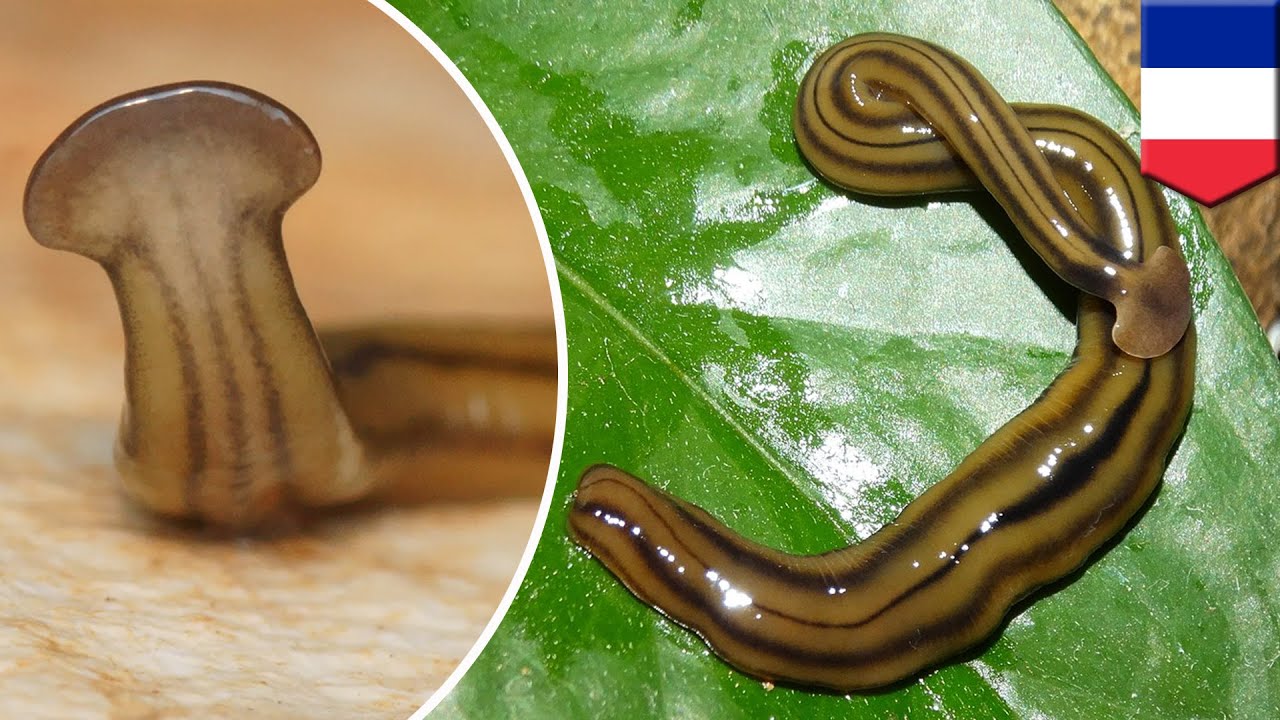 Hammerhead flatworms have been invading France for 20 years - TomoNews ...