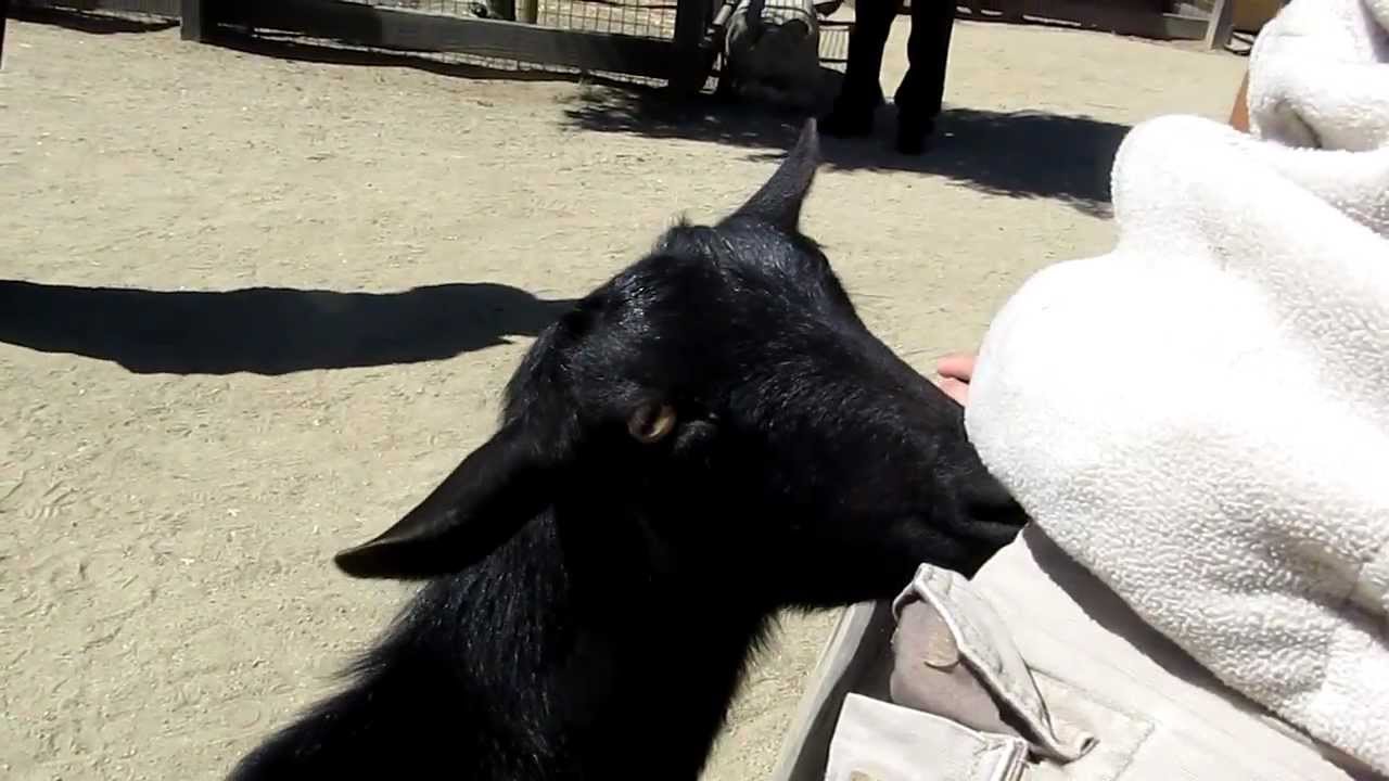 pushy goat San Francisco zoo - YouTube