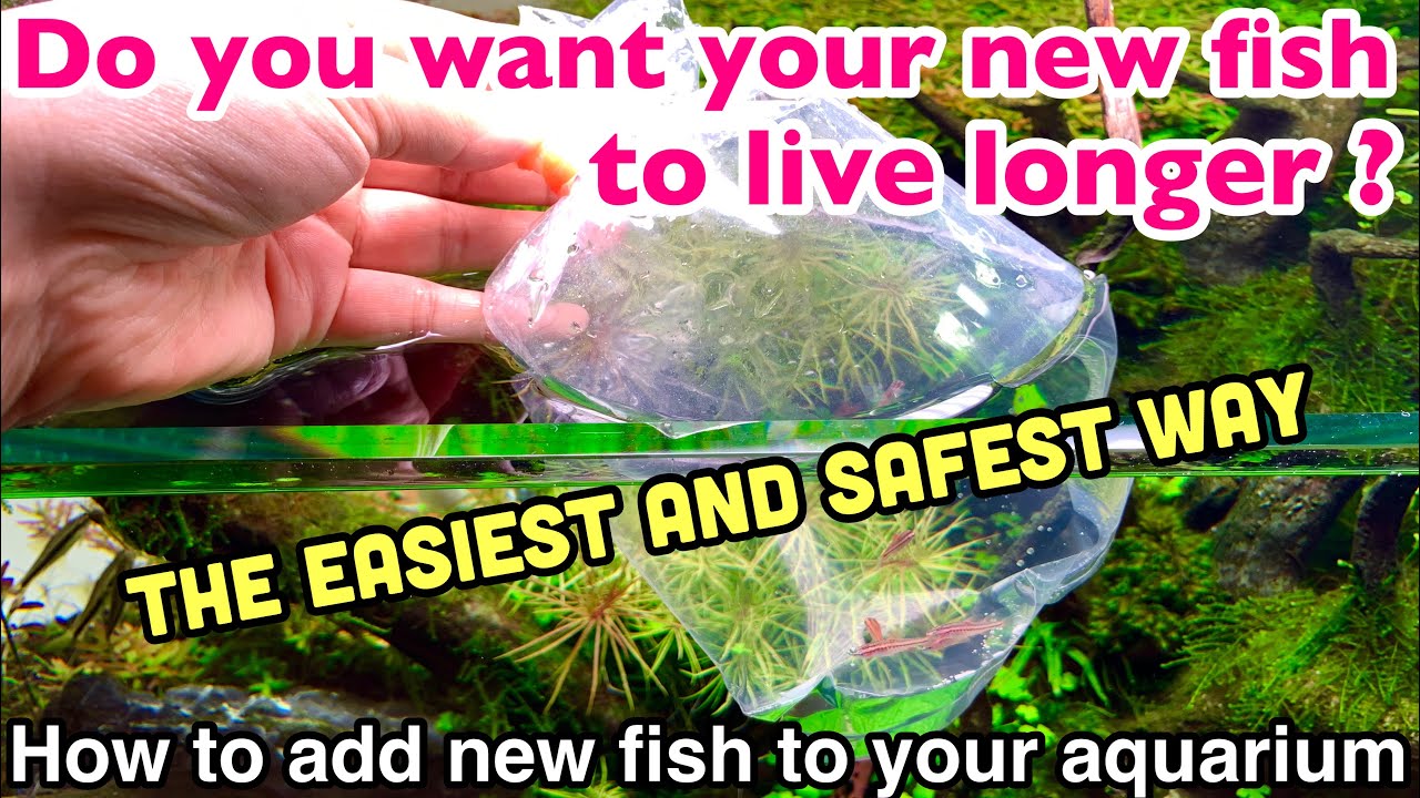 How to add new tropical fish to your aquarium [The easiest and safest ...