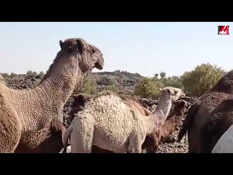 Karacadağ’da deve sürüsü görüntülendi