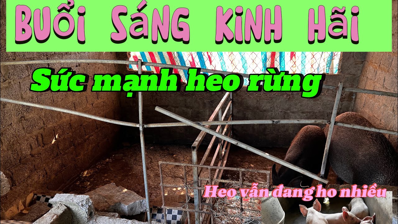 Giật mình heo rừng phá nát chuồng( tốc độ phát triển đàn heo đón Tết ...