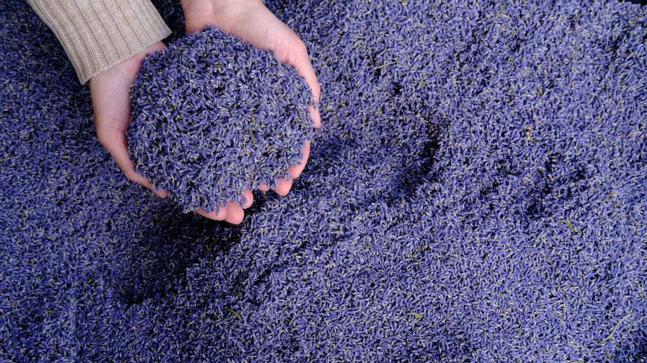 How to Clean and Sort Lavender - YouTube
