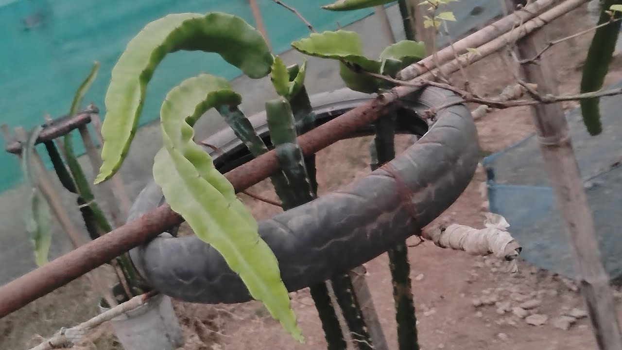 Dragon Fruit Plants Care Tips The Bijoy Garden is live @TheBijoyGarden ...