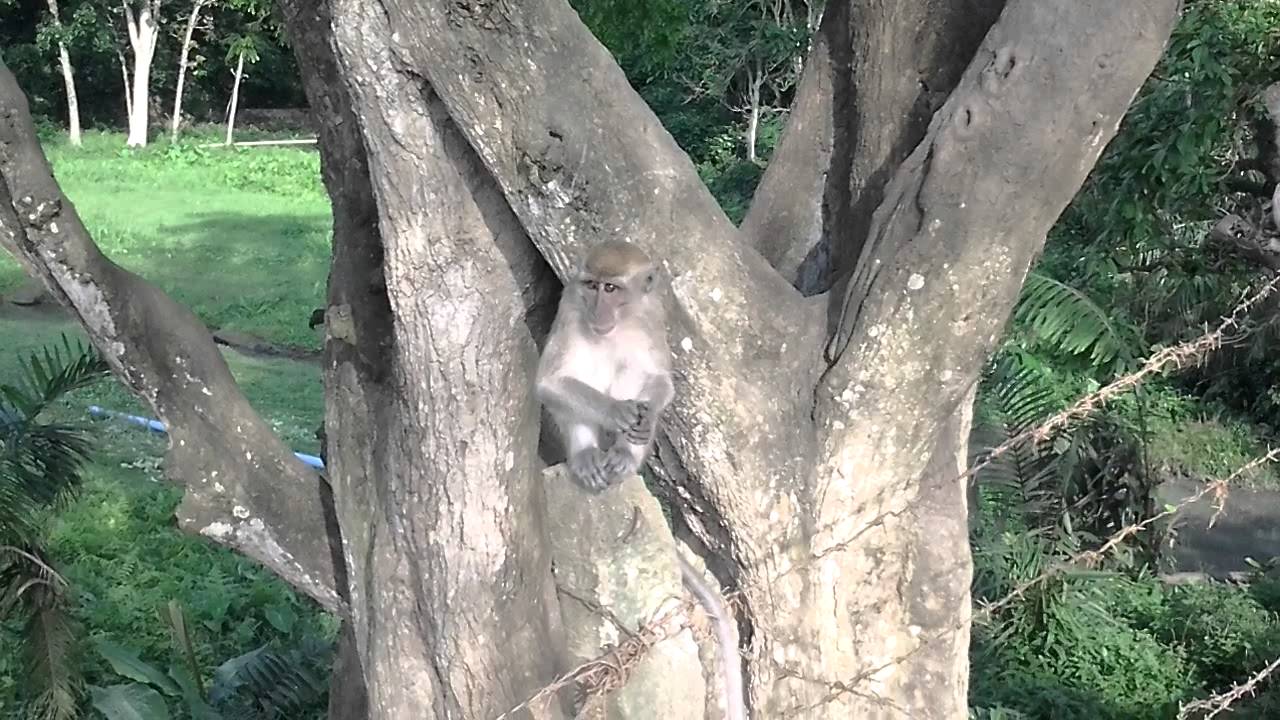 Monkey forest ( simp mangga, bahapal, siantar ) - YouTube