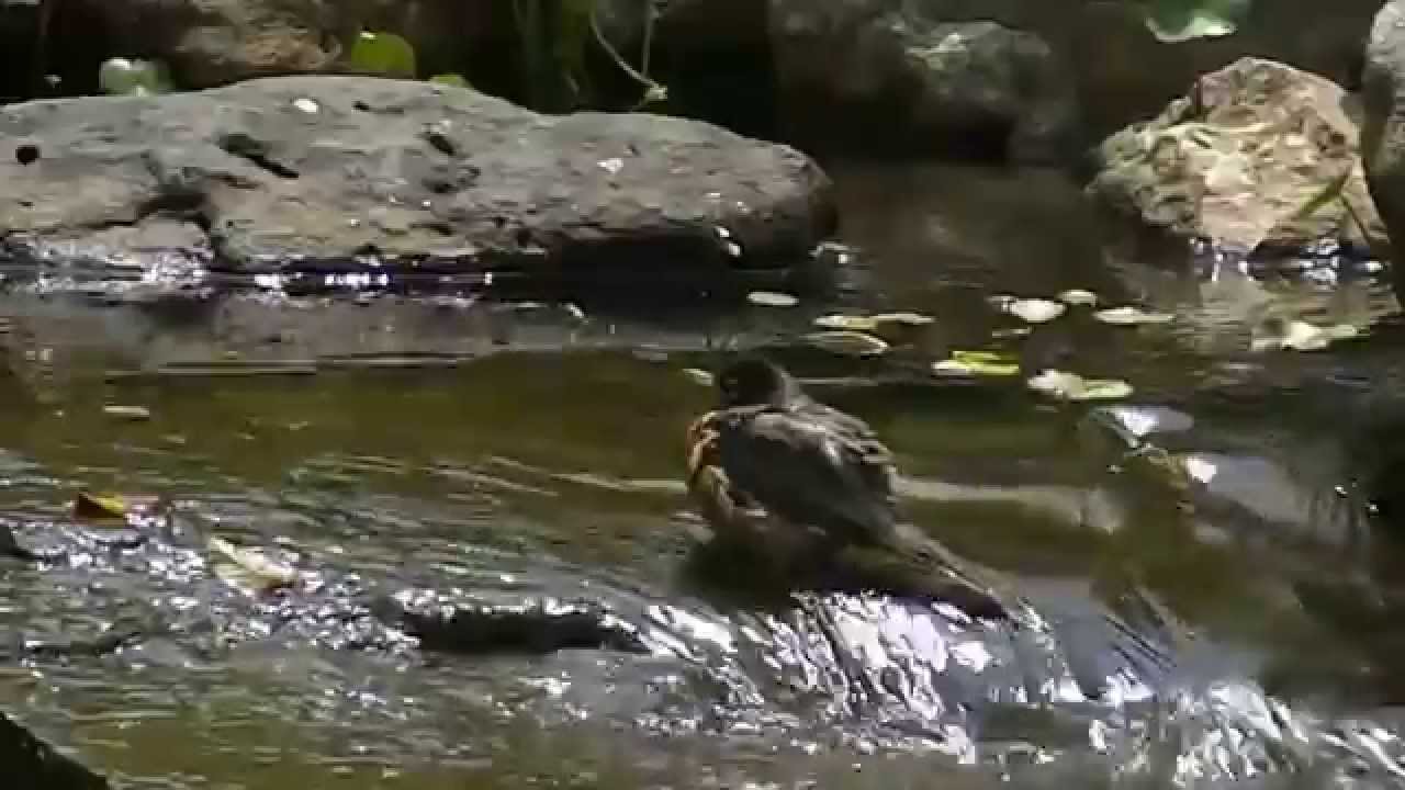 Waterfall Bird Bath - YouTube
