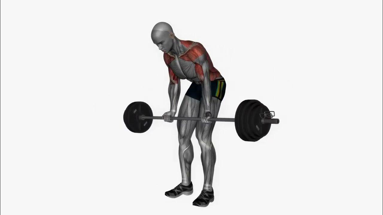 Barbell Bent Over Row Supinated (Underhand) Grip - YouTube