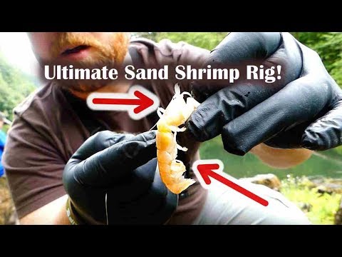 2 minute Tutorial! How to rig SAND SHRIMP for steelhead! - YouTube