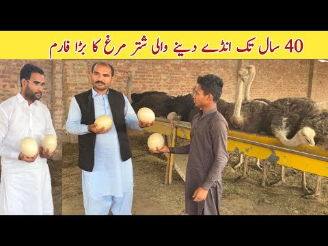 Ostrich Farming Bussiness in Pakistn