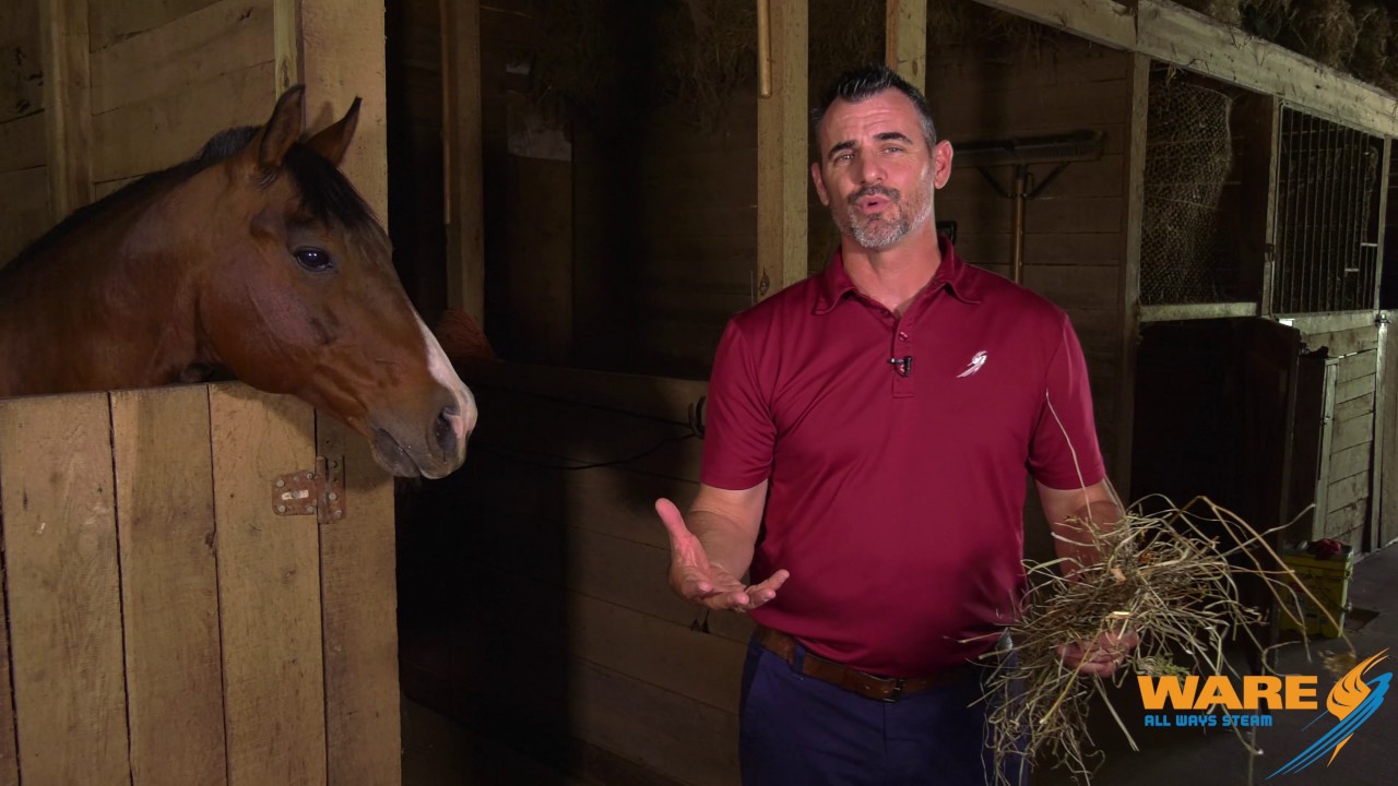 Steaming Hay for Horses - Steam Culture - YouTube