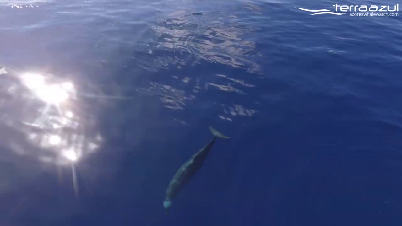 Rare True's Beaked Whales footage, in São Miguel, Azores | TERRA AZUL ...