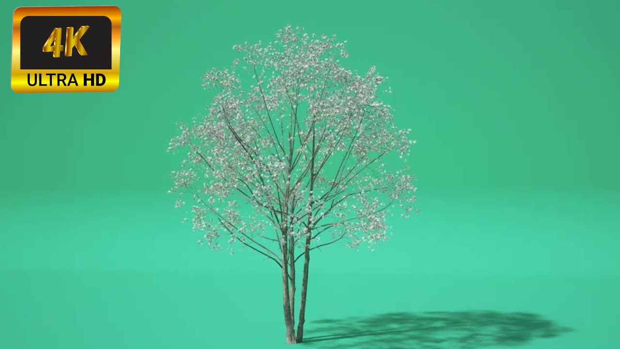 006 - Green Screen | Chroma Key | Plant Flower 4K - YouTube