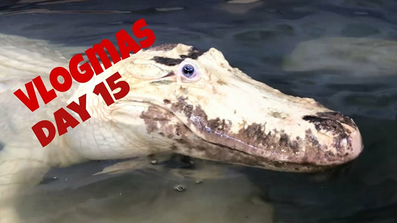 Leucistic Crocodile
