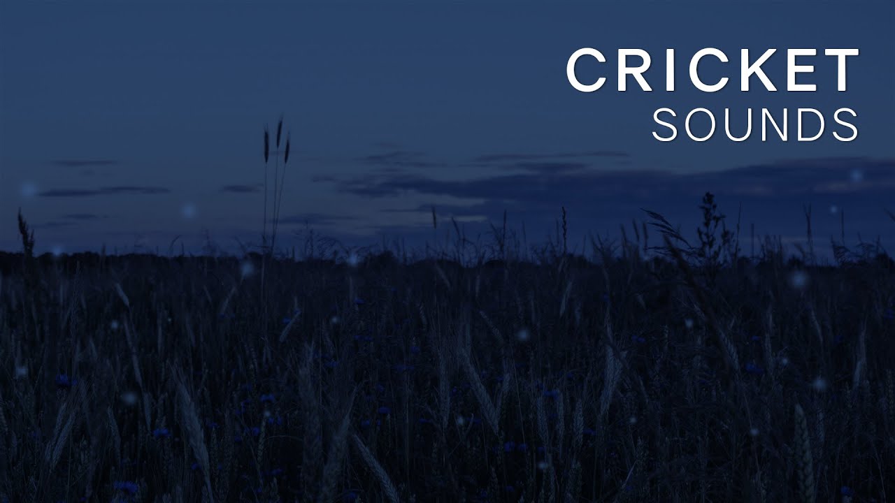 Sleep Very Well On A Night with cricket sounds and night ambience ...