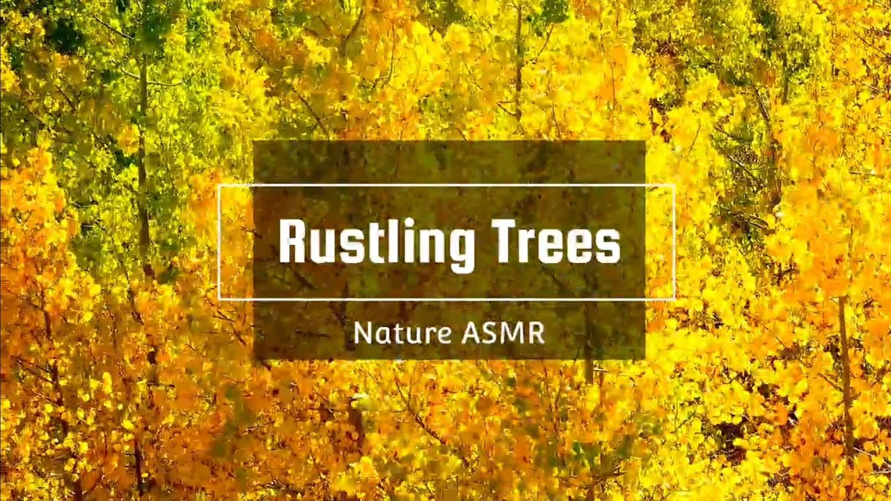Rustling Trees ASMR | Sounds of Nature | Leafs in the Wind | 1 hour ...