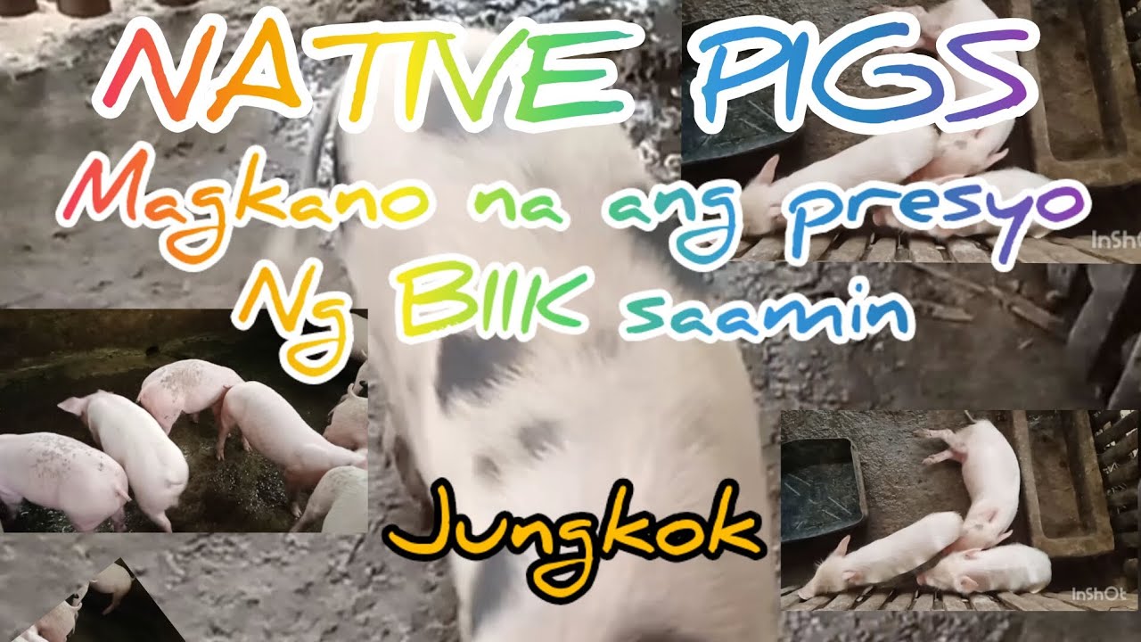pag alaga ng native na baboy - YouTube