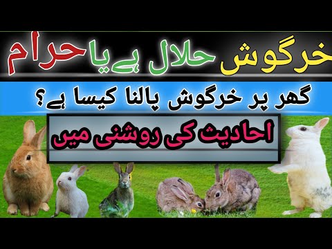 Khargosh ka gosht halal hai ya haram | khargosh ko ghr mn palna kaisa ha |Khargosh ki aqsam |Hadees