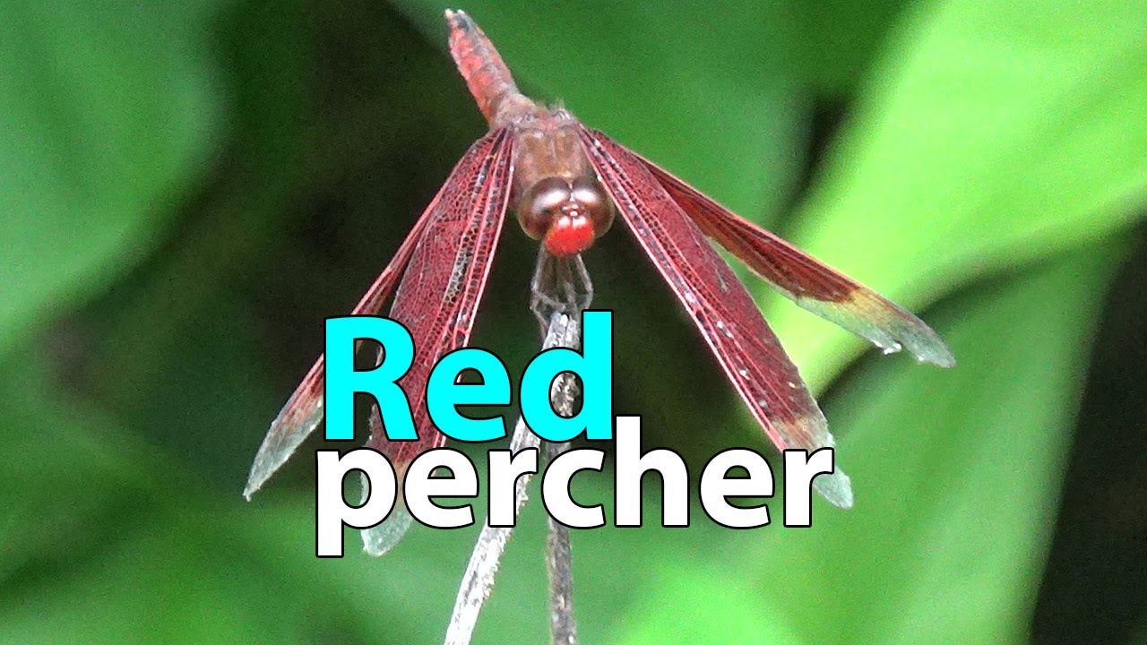 Red percher (Neurothemis ramburii) - YouTube