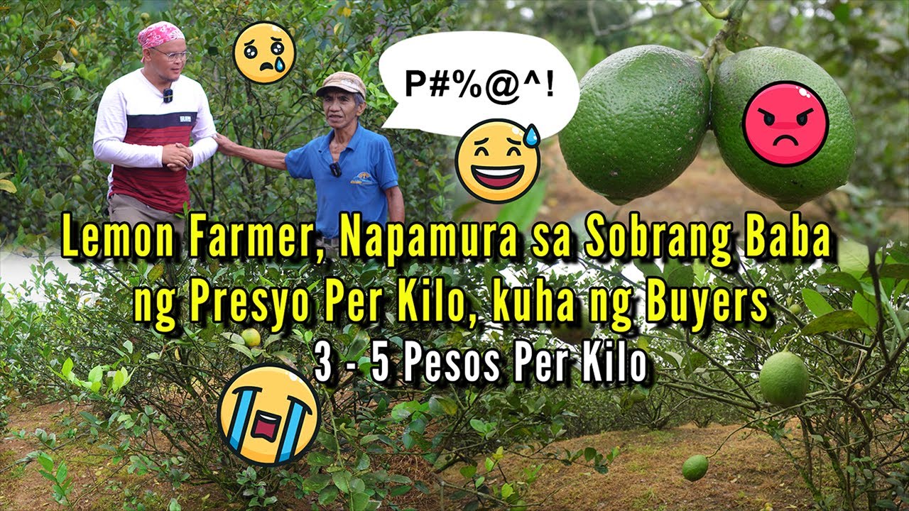 Lemon 3 pesos per kilo lang?Napamura ang Farmer dahil sa Baba ng Presyo ...