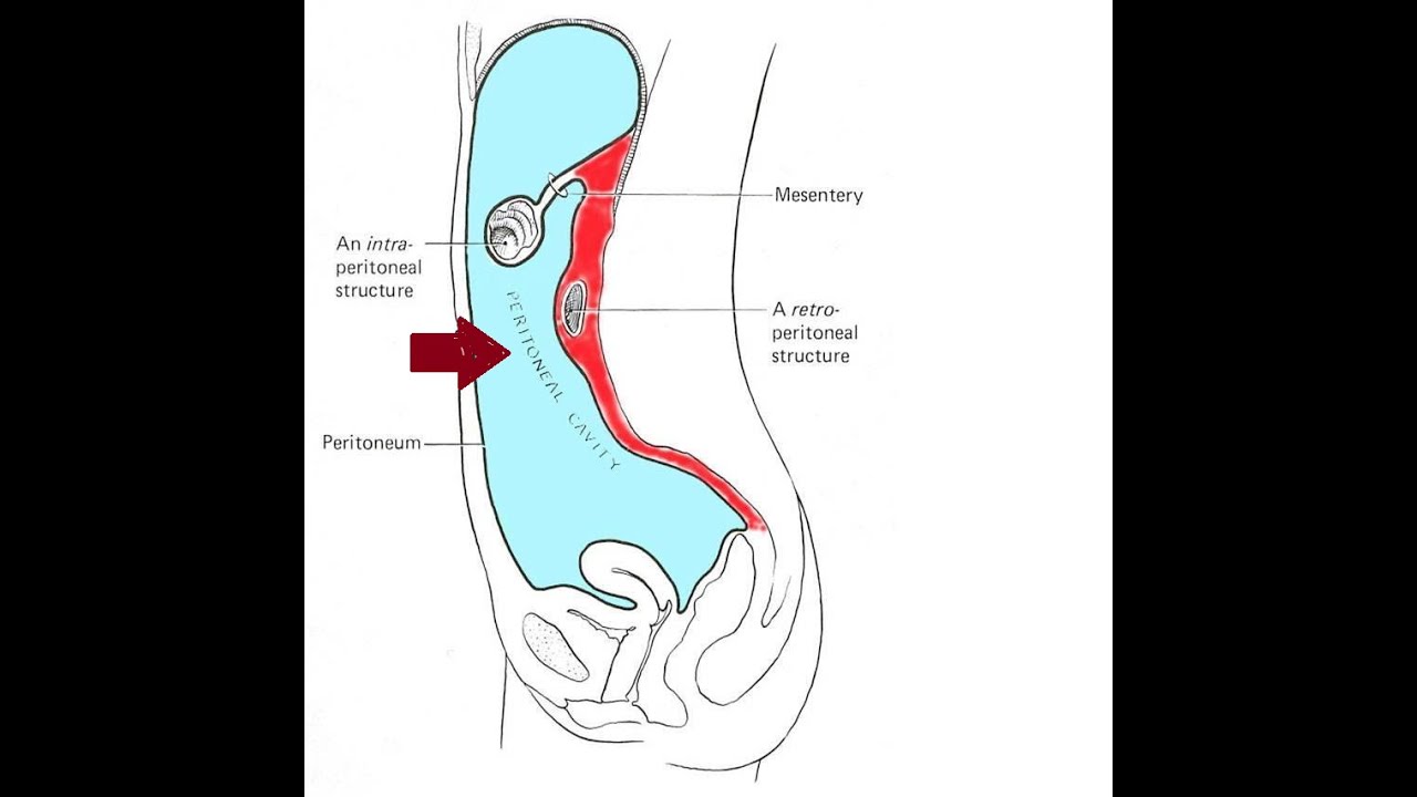 Peritoneum: with easy and short destription - YouTube