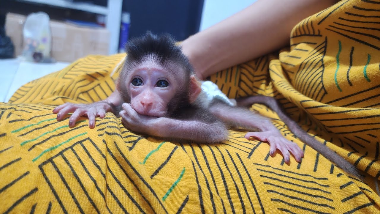 Newborn Baby Monkey Chika and Jr. Monkey Chiro Romantic Dinner - YouTube