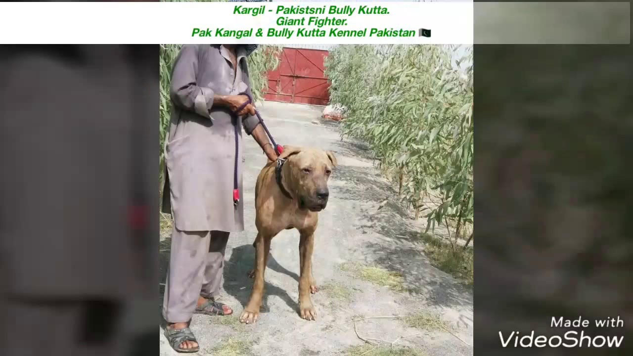 Kargil - Pakistani Bully Kutta - Huge Fighter Dog - YouTube