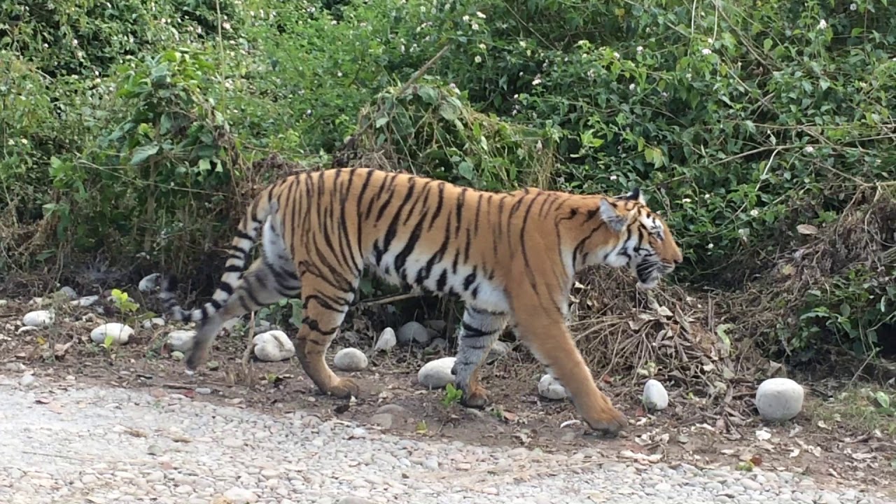 EPIC Encounter with a WILD TIGER!!! - YouTube