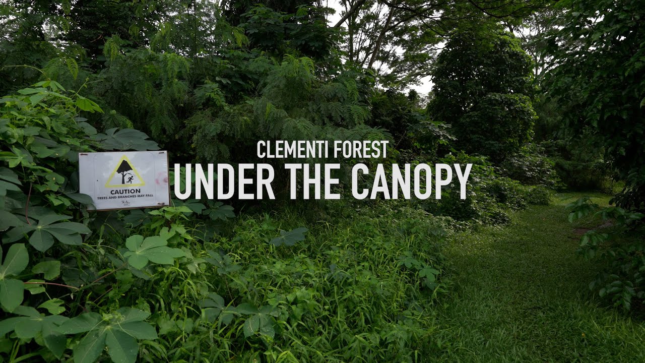Clementi Forest - Solo Hiking & Drone Footage [4K] - YouTube