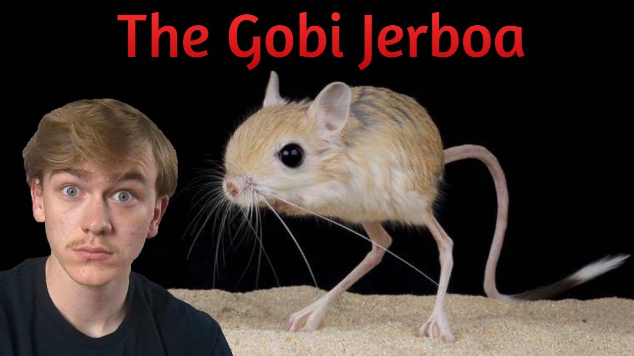 The Gobi Jerboa: A Mysterious Rodent - YouTube