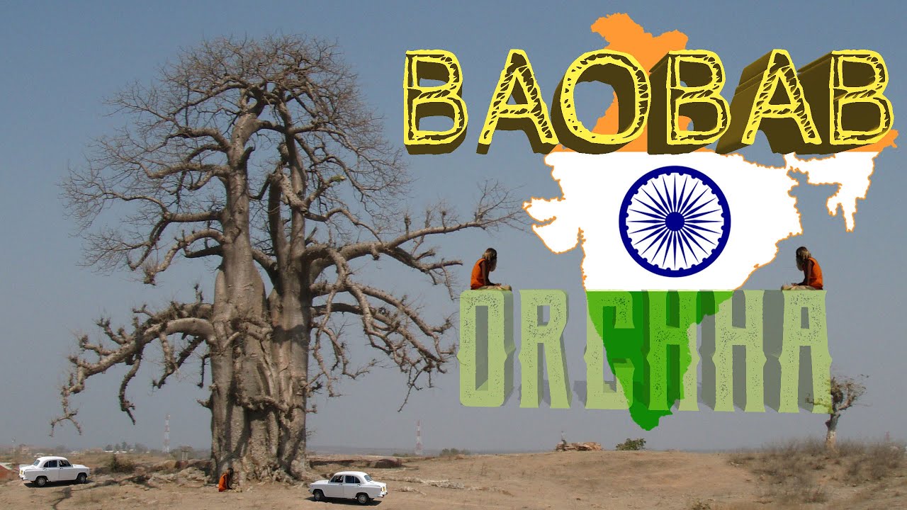 THE OLDEST TREE in INDIA ? 🇮🇳 BAOBAB in ORCHHA Madhya Pradesh - YouTube