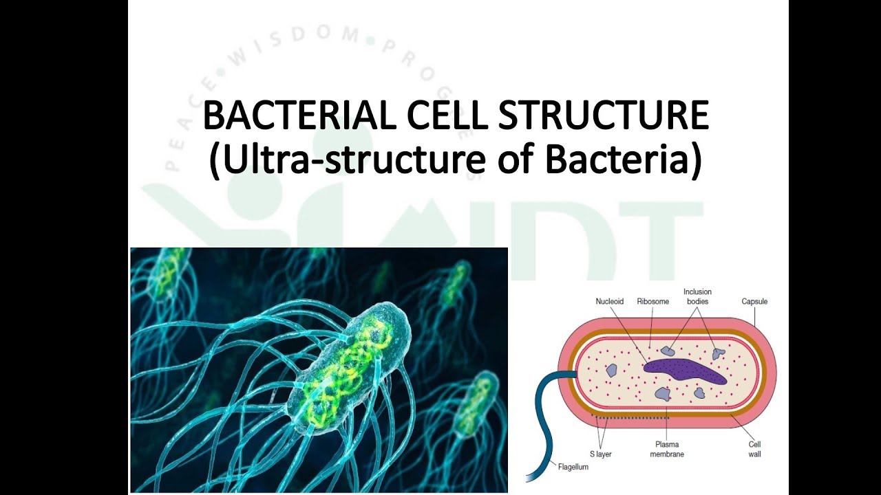 Ultrastructure (Parts) of bacteria: Part 1: Cell wall (Gram's positive ...
