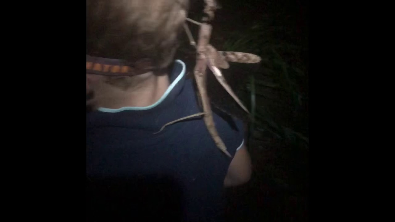 Bug Boy Compilation - YouTube