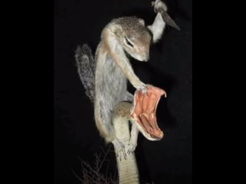 GOD IS HERE (squrrel stapler pt.2) - YouTube