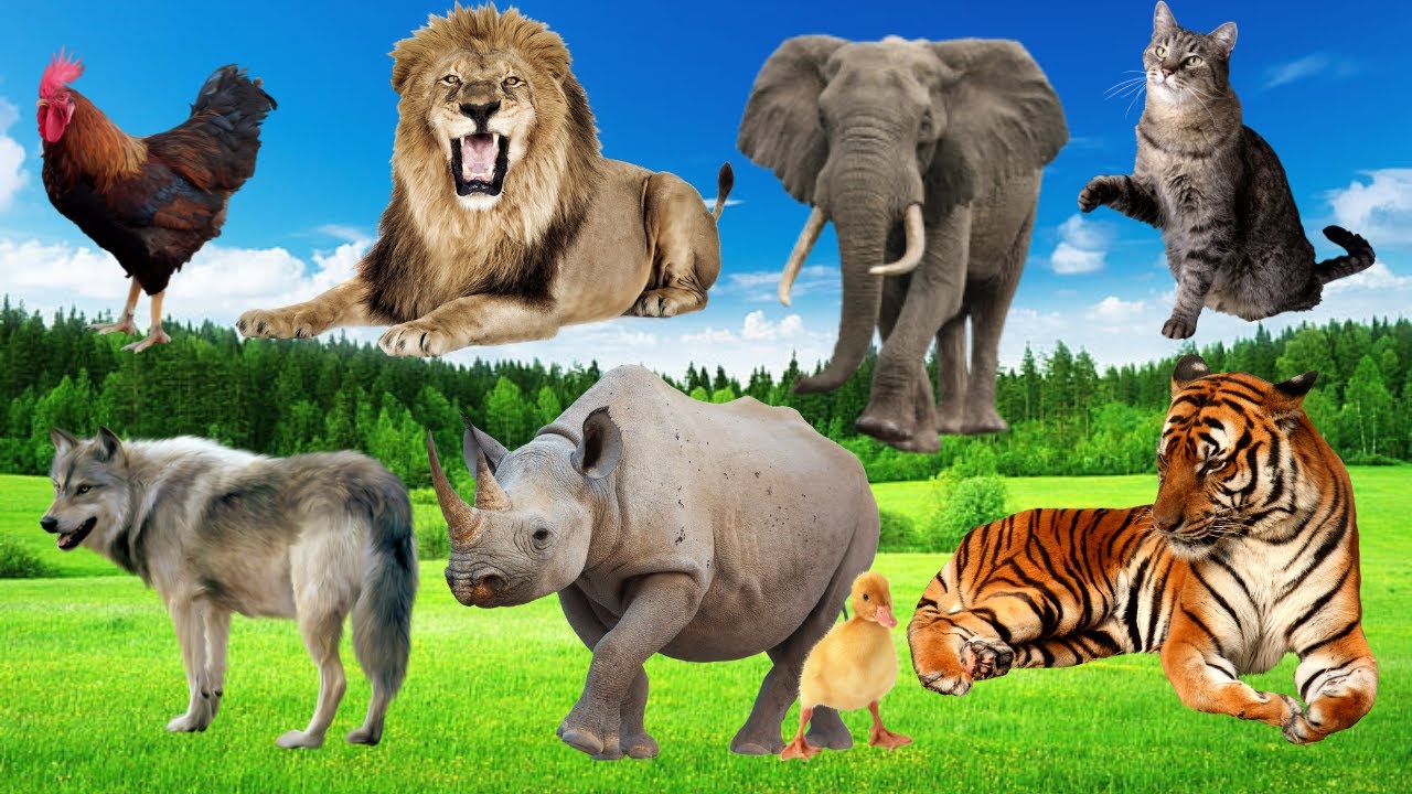Cute Animal Sounds: Lion, Elephant, Zebra, Rhino, Tiger, Turtle, Wolf ...
