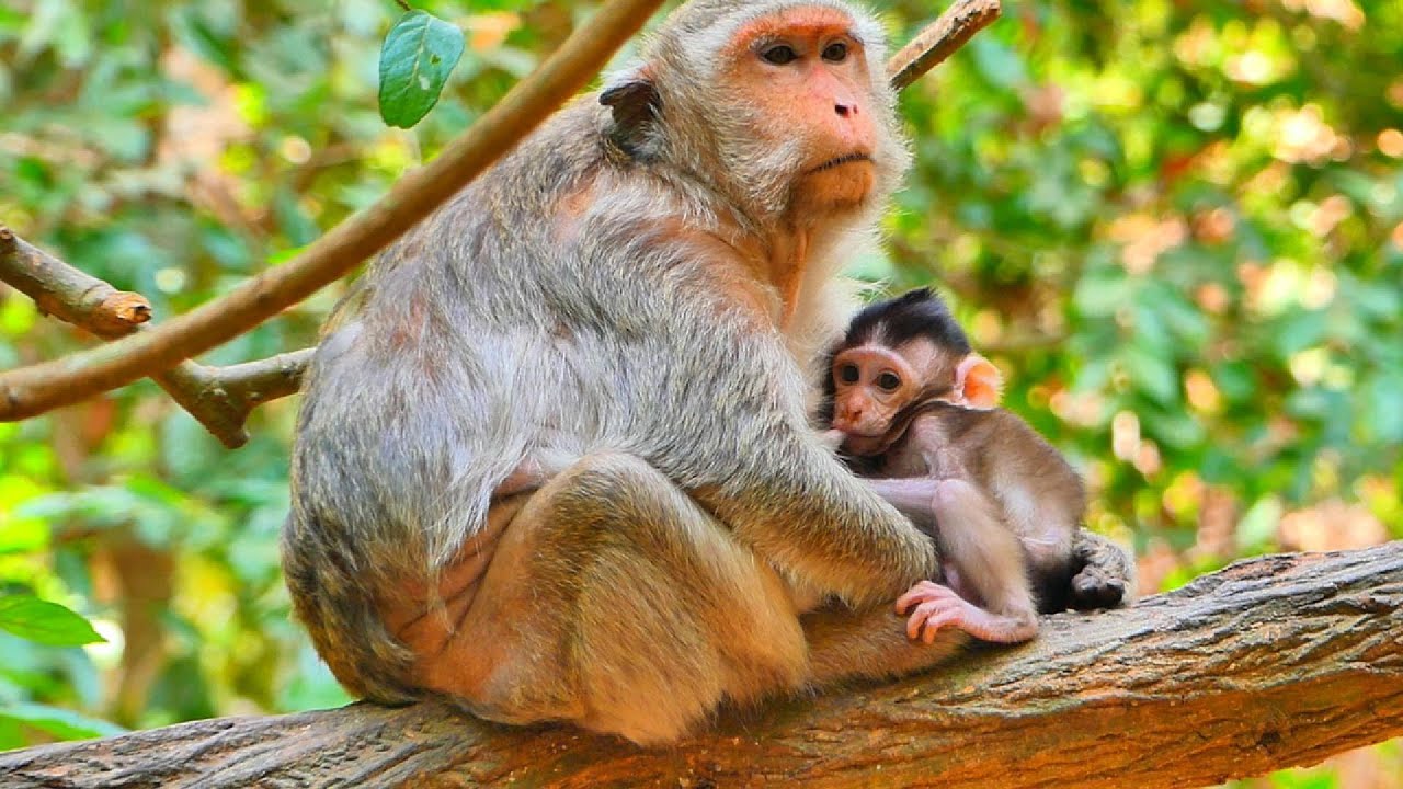 Scalettle carefully nurses baby in a tree - YouTube