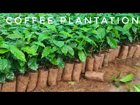 Chandragiri coffee plantings steps! - YouTube
