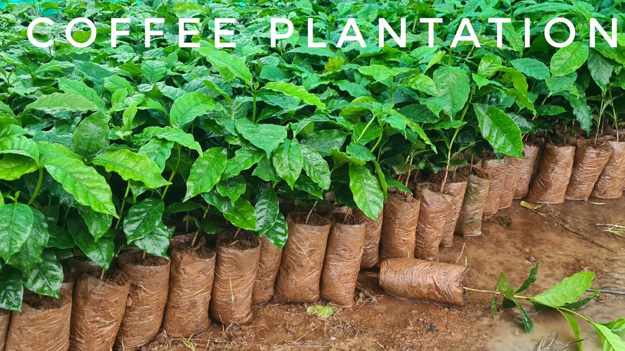 Chandragiri coffee plantation steps | Deejay hybrid coconut Intercrop ...