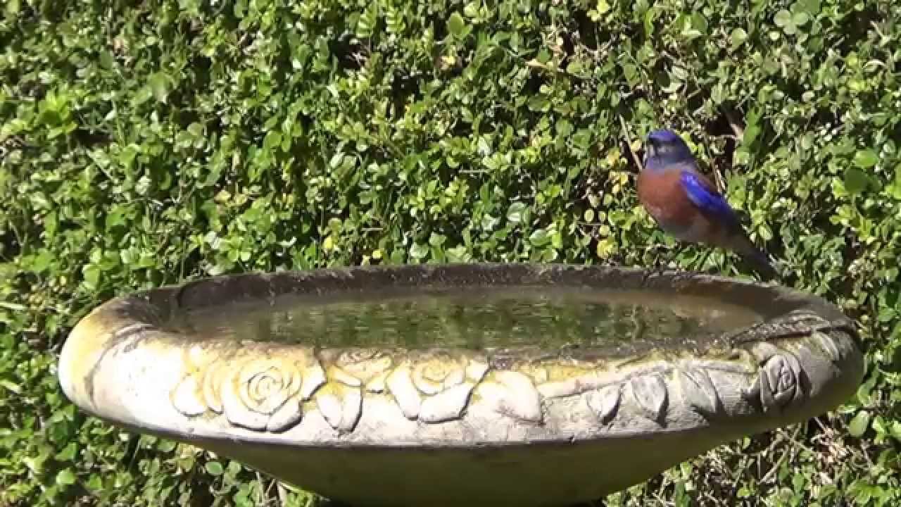 Bluebirds in Bird Bath - YouTube