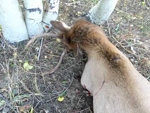 Ryan Spike Bull Elk Hunt in Utah - YouTube
