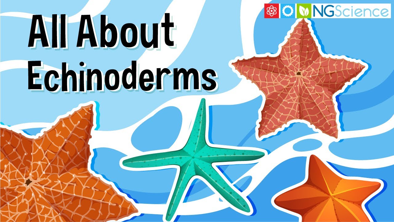 All About Echinoderms - YouTube