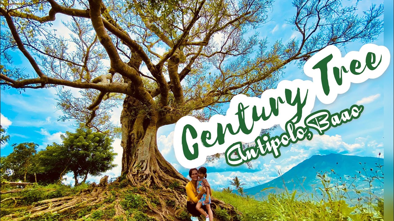 AMAZING CENTURY TREE in Antipolo,Baao,Camarines Sur - YouTube